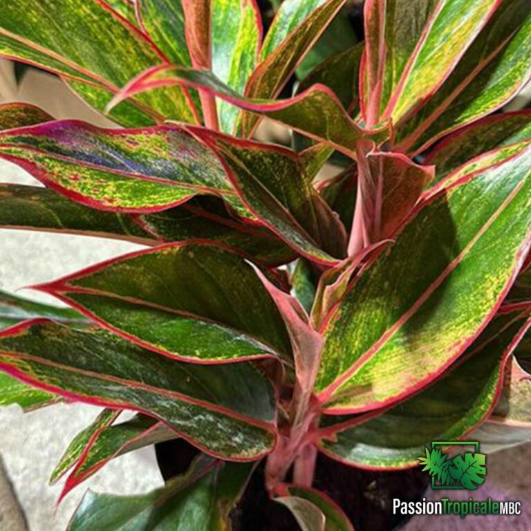 Toutes les Plantes – Passion Tropicale MBC