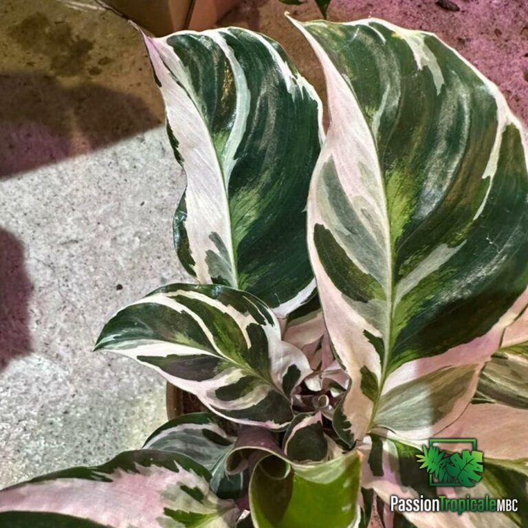 Calathea Withe Fusion – Passion Tropicale MBC