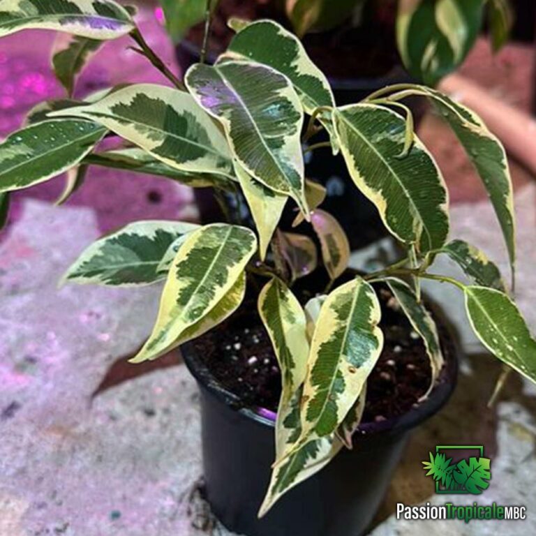 Ficus Benjamina Premium Starlight – Passion Tropicale MBC