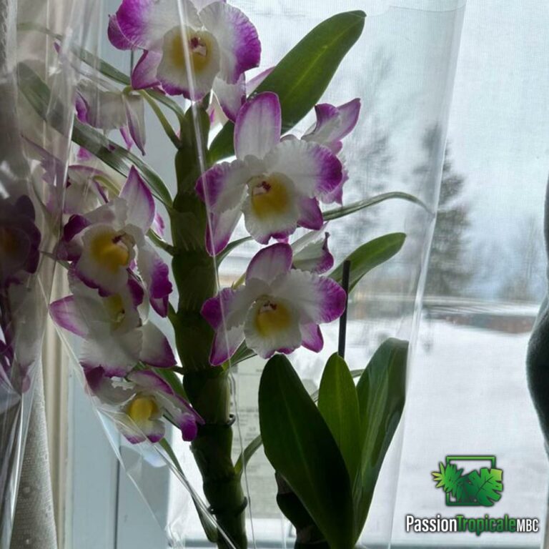 Orchidée Dendrobium – Passion Tropicale MBC