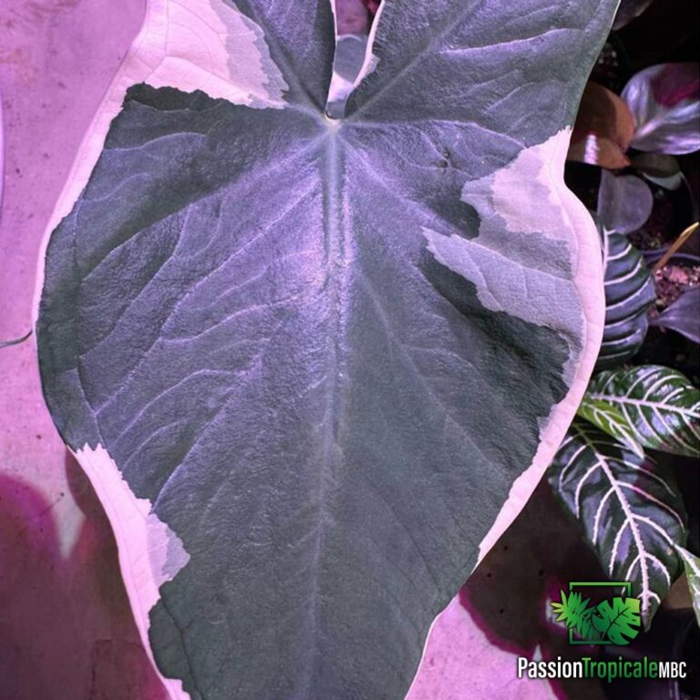 Alocasia Mickey Mouse – Passion Tropicale MBC