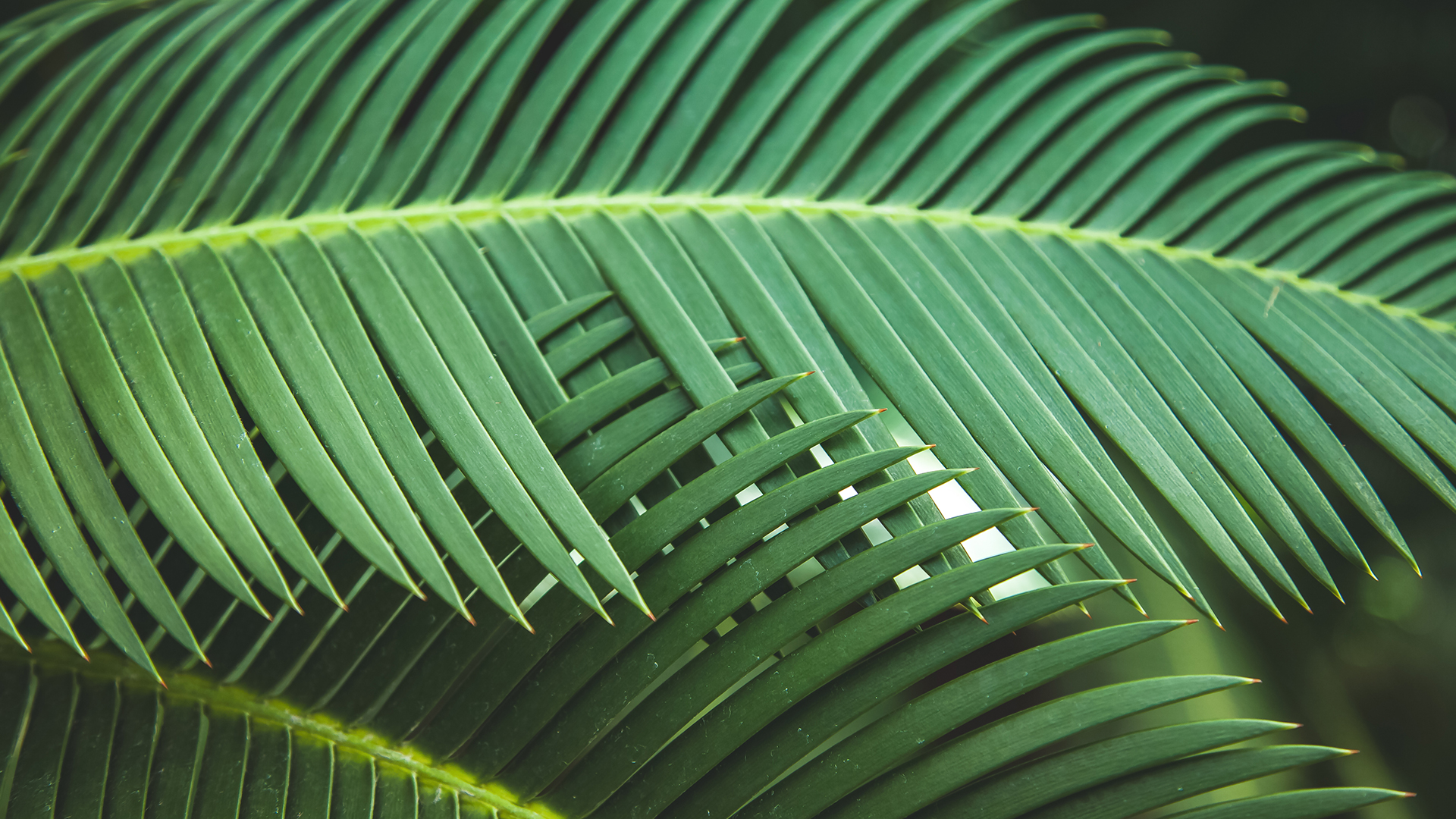 Expédition et ramassage – Passion Tropicale MBC