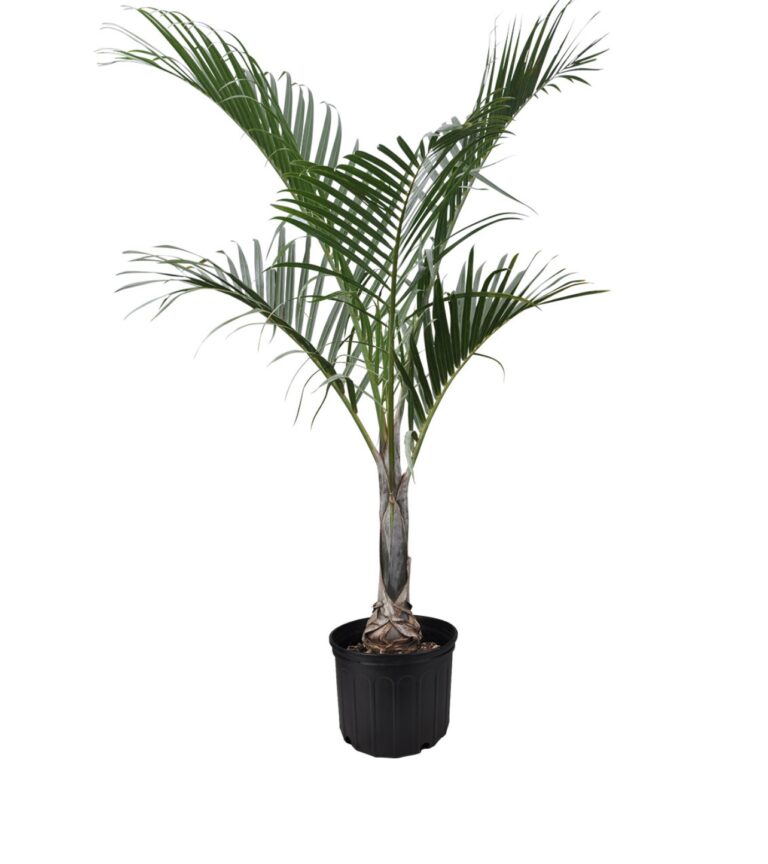 Palmier Spindle – Passion Tropicale MBC